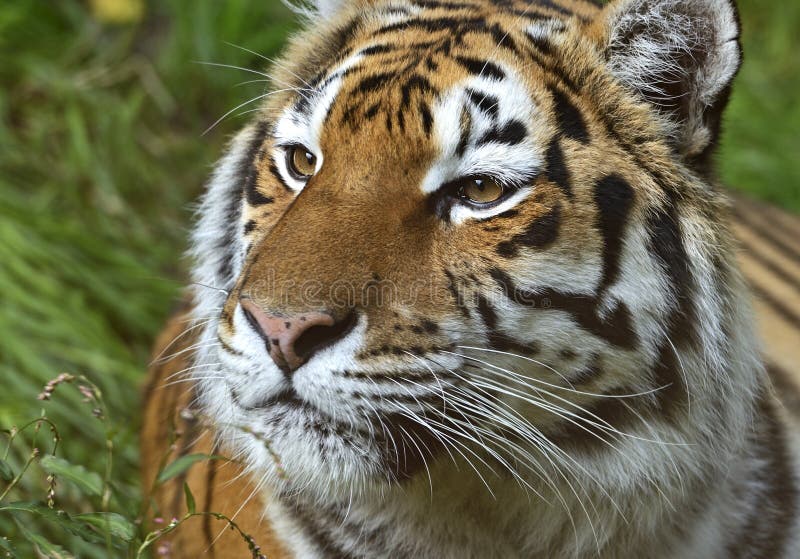 Portrait of tiger stock image. Image of mammal, wildlife - 33960589