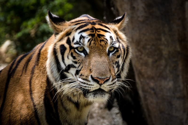 Portrait of a Tiger Alert and Staring at the Camera Stock Image - Image ...