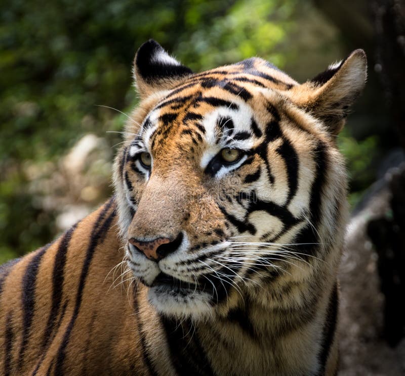 Portrait of a Tiger Alert and Staring at the Camera Stock Image - Image ...