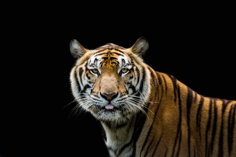 Portrait of a Tiger Alert and Staring at the Camera Stock Image - Image ...
