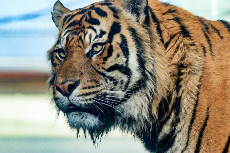 1,210 Tiger Blurred Photos - Free & Royalty-Free Stock Photos from ...