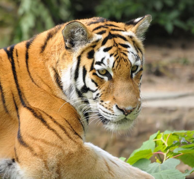 Portrait of a tiger stock image. Image of face, grass - 45629183