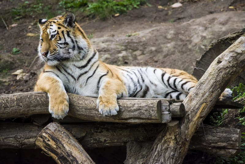 Portrait of a Tiger Lying on a Tree. Stock Photo - Image of leipzig ...