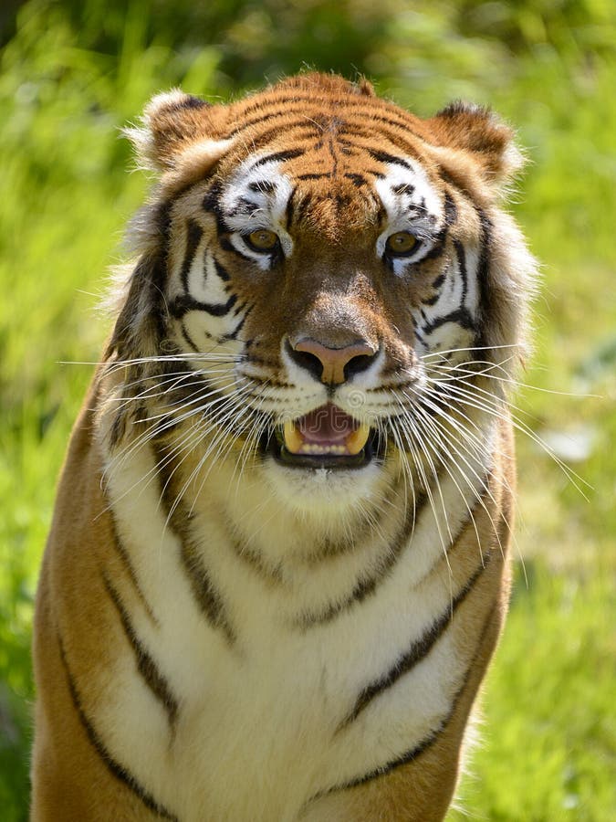 Portrait tiger stock photo. Image of predator, rare, dangerous - 77429786