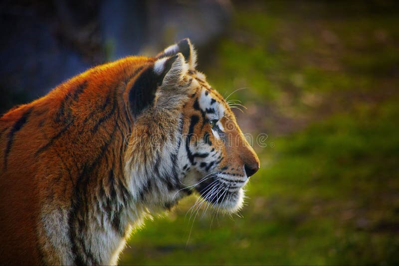 Portrait of a Tiger Very Close Stock Image - Image of amur, carnivore ...