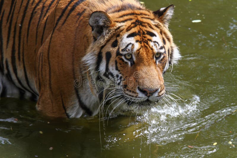 Portrait of a Tiger in the Water Stock Photo - Image of animals, head ...