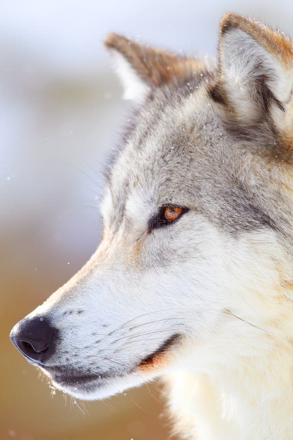 Portrait timber wolf stock photo. Image of canis, powerful - 37945234
