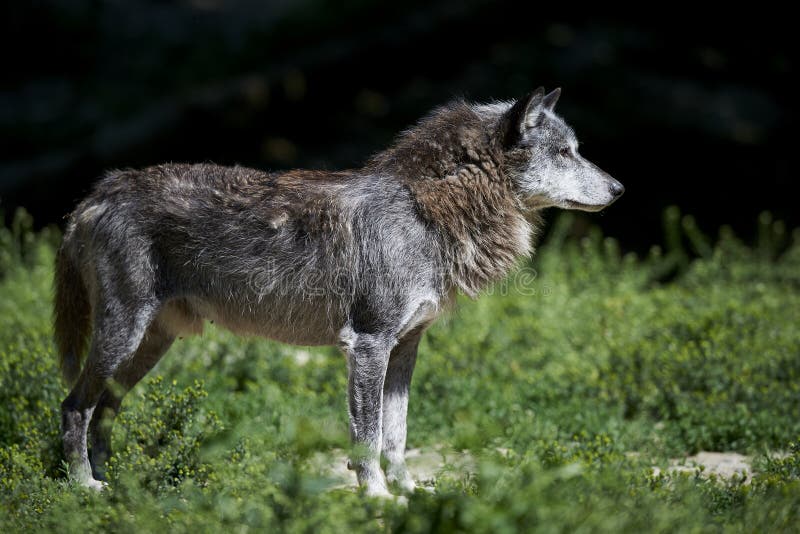 Portrait of a timberwolf stock image. Image of fairy - 66999443