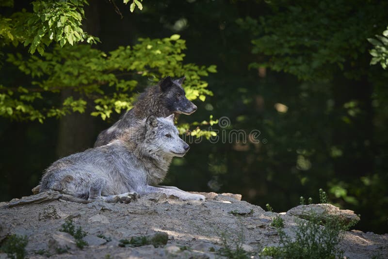 Portrait of a timberwolf stock image. Image of timber - 66999491