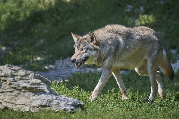 Portrait of a timberwolf stock photo. Image of animals - 66999536