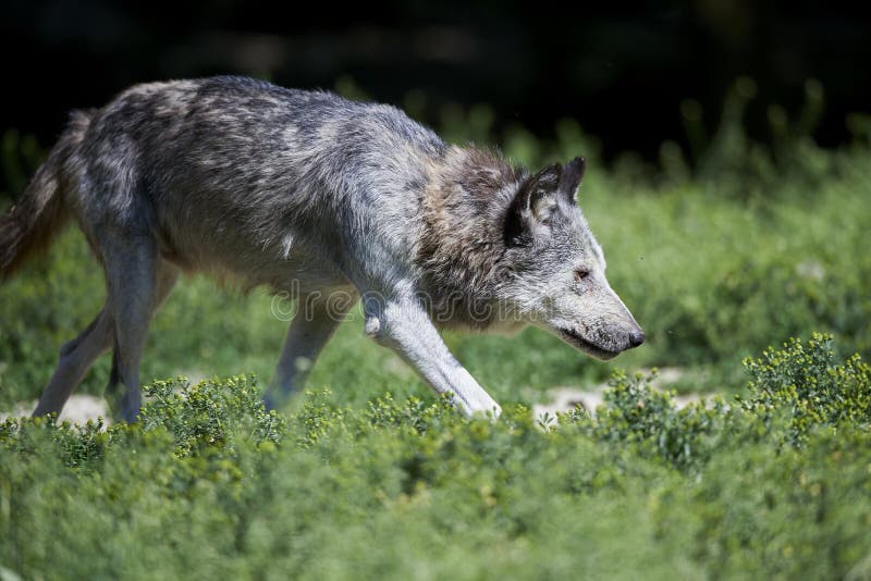 Portrait of a timberwolf stock image. Image of timberwolf - 66999549