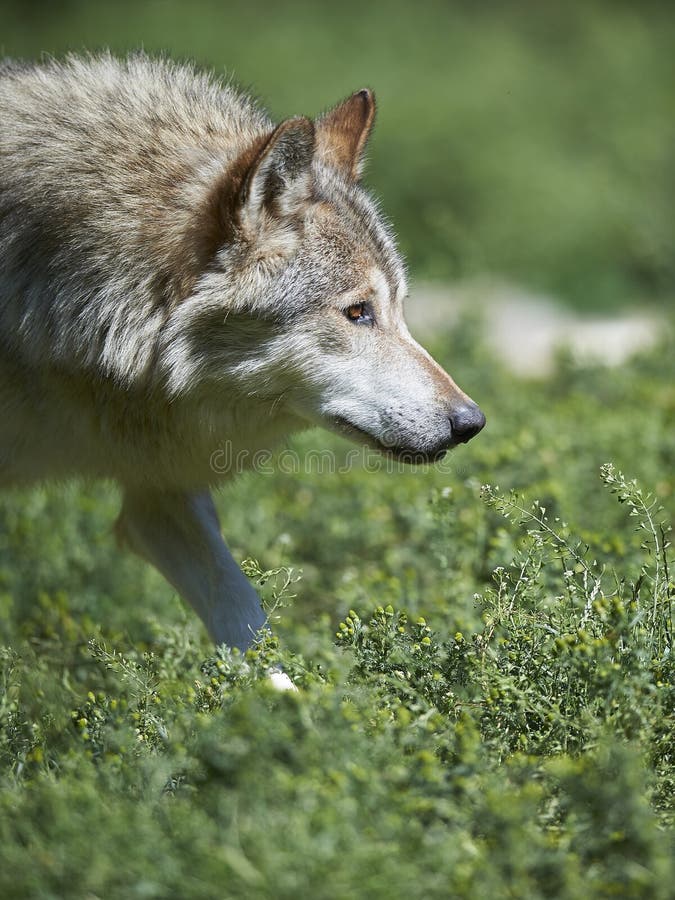 Portrait of a timberwolf stock image. Image of animal - 67000255