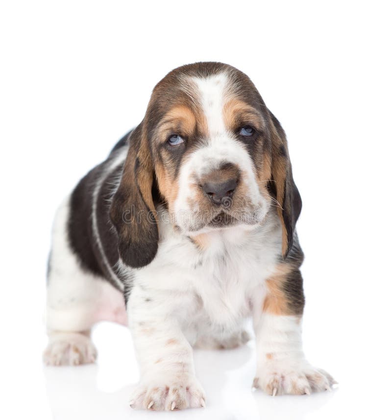 Portrait Tiny Basset Hound Puppy. Isolated On White Background Stock ...