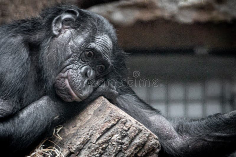 Portrait of a Tired Bonobo Chimp Stock Image - Image of face, furry ...