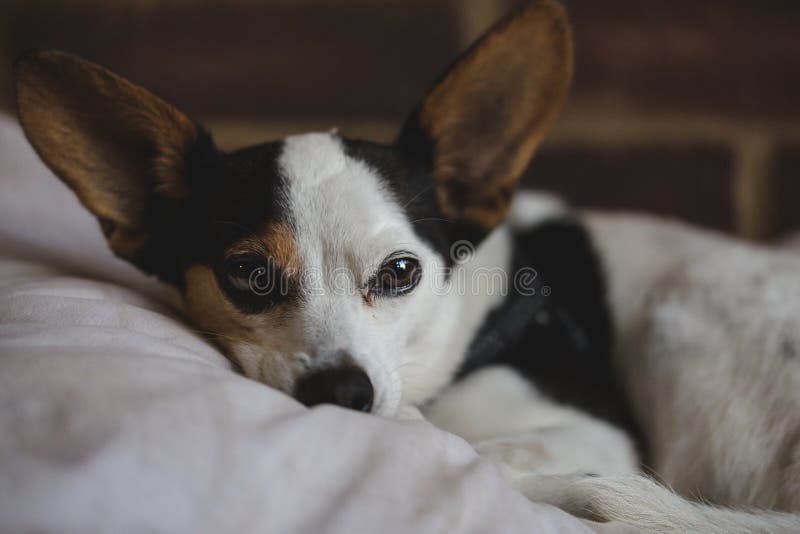 Portrait of a Tired Papijack Stock Image - Image of sleepy, papillon ...