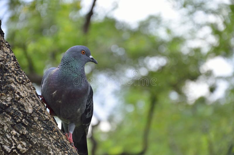 PORTRAIT TO PIGEON in the NATURE Stock Photo - Image of flight, lonely ...