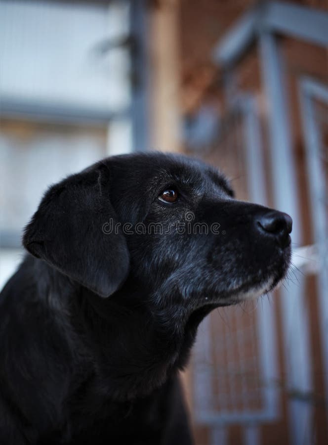 Portrait To the Side, View of a Labrador Dog Stock Photo - Image of ...