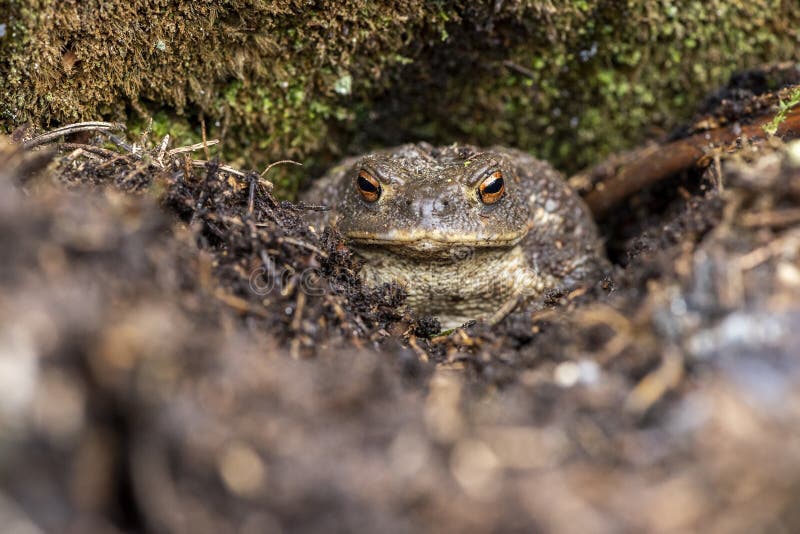The portrait of a toad stock photo. Image of toad, fauna - 212274768