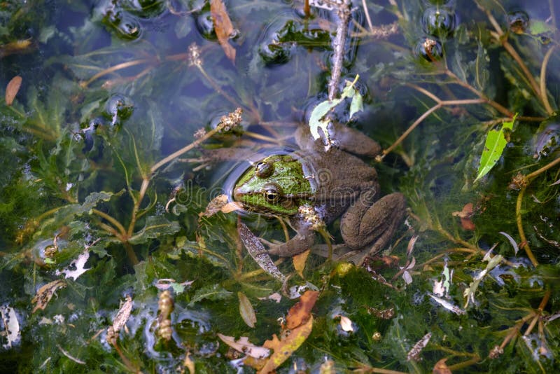 Portrait of a Toad in a Lake Top View 3 Stock Photo - Image of eyes ...