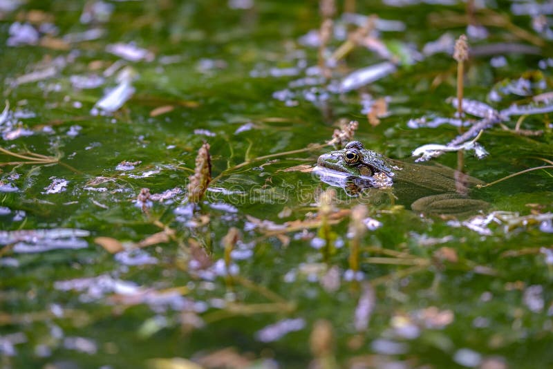 Portrait of a Toad in the Lake Side View 2 Stock Image - Image of macro ...