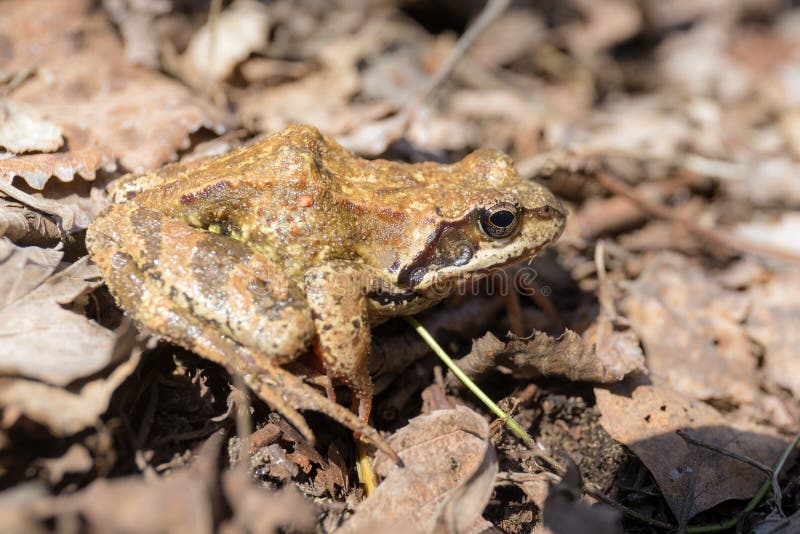 Portrait of a toad stock photo. Image of amphibian, portrait - 182279732