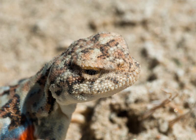 Portrait of toadhead agama stock image. Image of portrait - 21273405