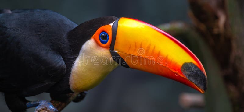 Portrait of a Toco Toucan stock image. Image of wood - 378469553