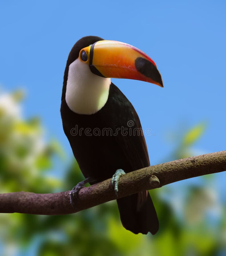 Toco Toucan stock image. Image of wildness, common, south - 34357735