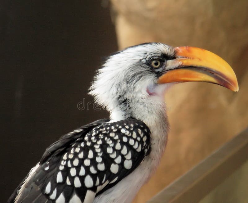 Portrait of a tokko stock photo. Image of black, wildlife - 64364604
