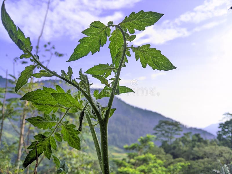 Portrait of Tomato Leaves at the Foot of the Mountain Stock Image - Image of portrait, tomato ...