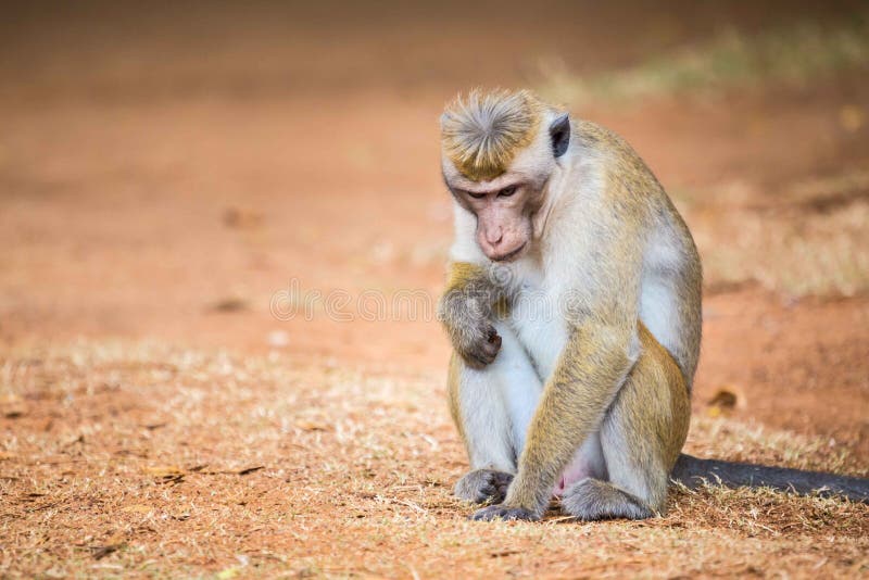 Toque macaque Sri Lanka stock image. Image of female - 115163161