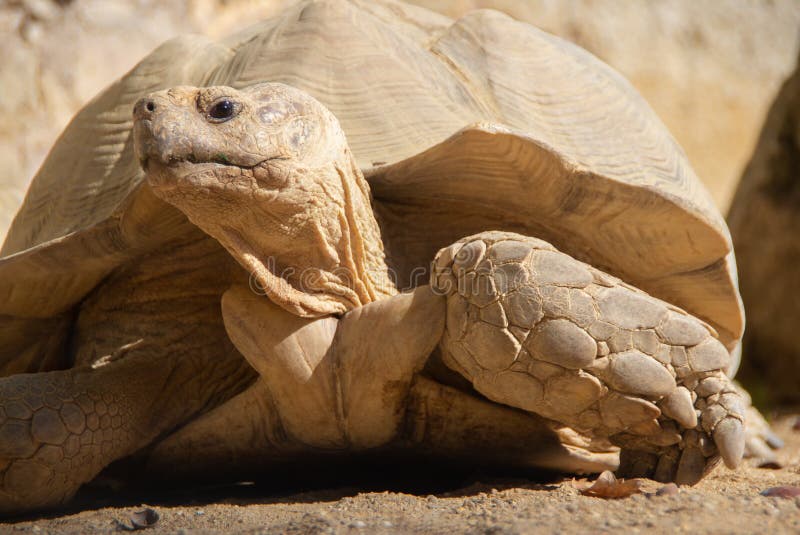 Portrait of tortoise stock photo. Image of closeup, galapagos - 146809832