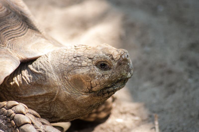 Portrait of a Tortoise stock image. Image of shell, close - 56708909