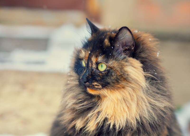 Longhair Tortoiseshell Cat Daydreaming Stock Photo - Image of longhair ...
