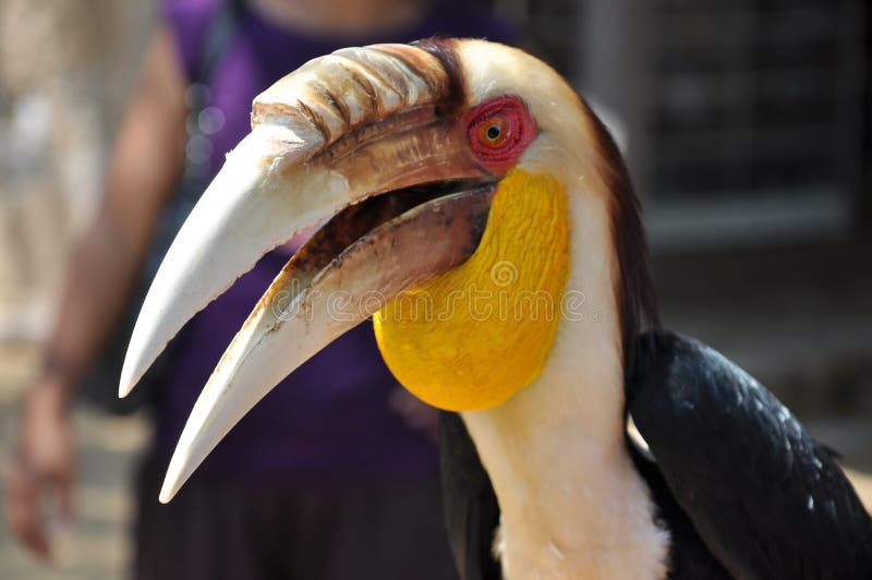Portrait of a Toucan and Its Big Beak Stock Image - Image of limb ...