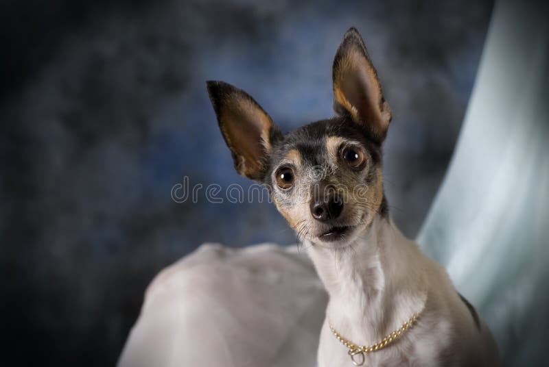 Portrait of a Toy Fox Terrier on Blue Stock Image - Image of white ...