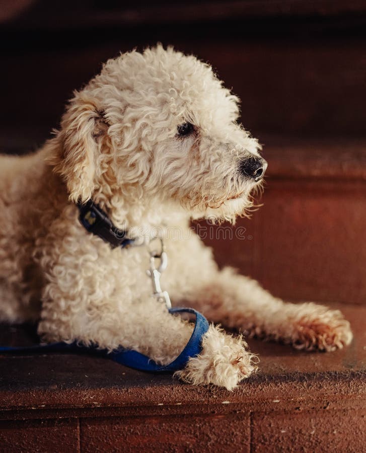 Portrait of a Toy Poodle Breed Dog Stock Image - Image of white ...