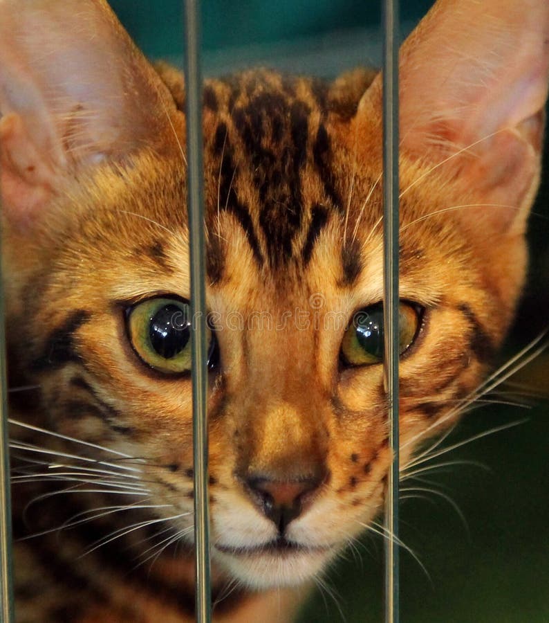 Portrait of Toyger Cat in a Cage Stock Photo - Image of funny, purebred ...