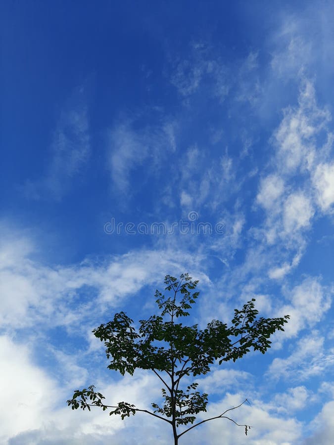Portrait of a Tree Against a Stunning Blue Sky As a Backdrop Stock ...