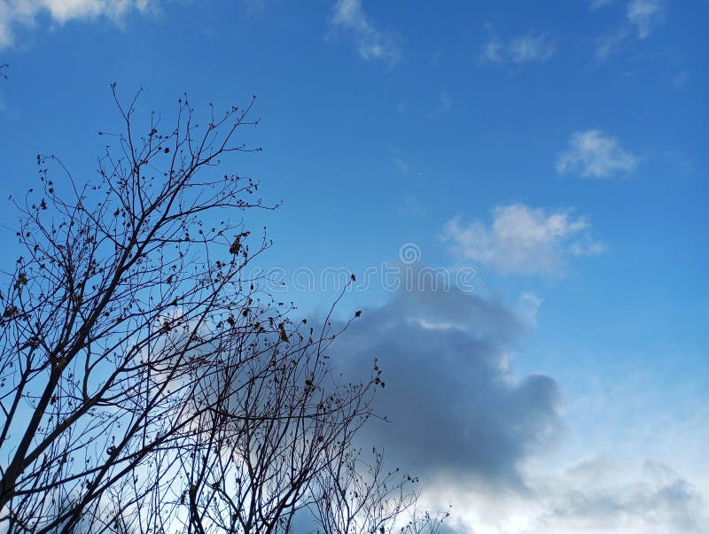 Portrait of a Tree that Dries Up and Dies. from Different Angles Stock ...