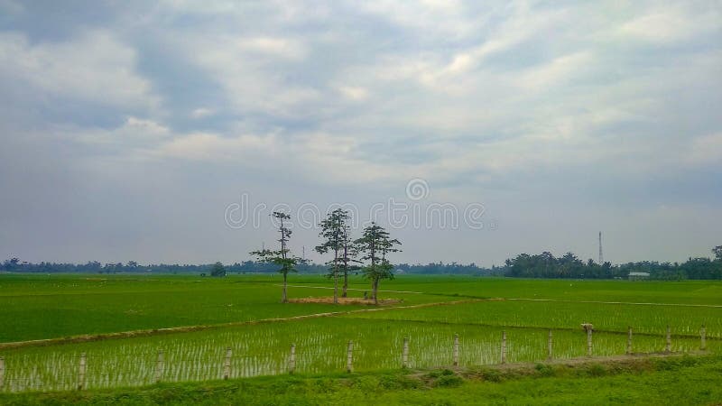 Portrait of a Tree in the Middle of a Rice Field Stock Image - Image of ...