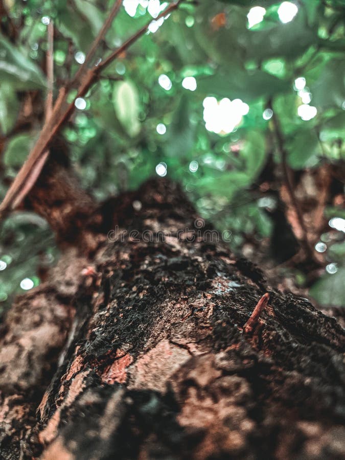 Portrait of a Tree Photo from Below Stock Image - Image of nature, tree ...