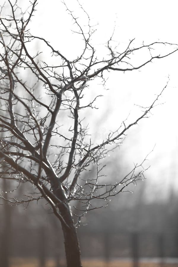 Portrait of Tree after Rain Stock Image - Image of plant, progress ...