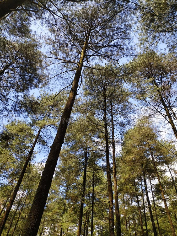 Portrait Trees in the Tropical Asia Forest Stock Photo - Image of asia ...