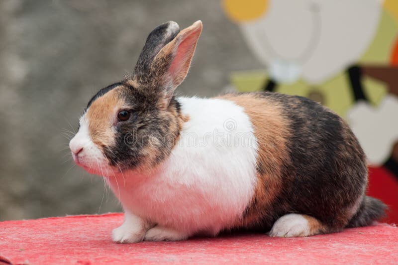Tricolor lop rabbit stock image. Image of season, rabbit - 7040265