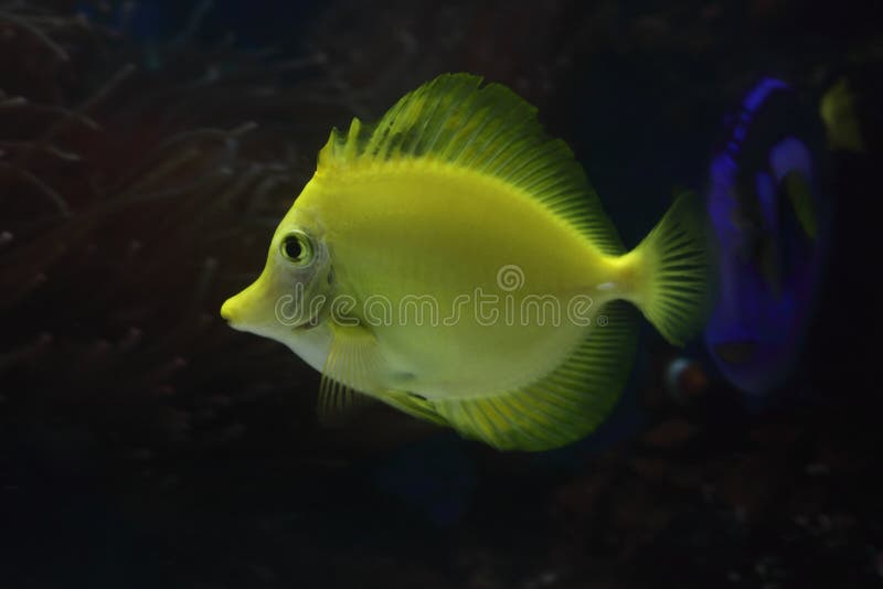 Portrait of tropical fish stock image. Image of closeup - 116172649