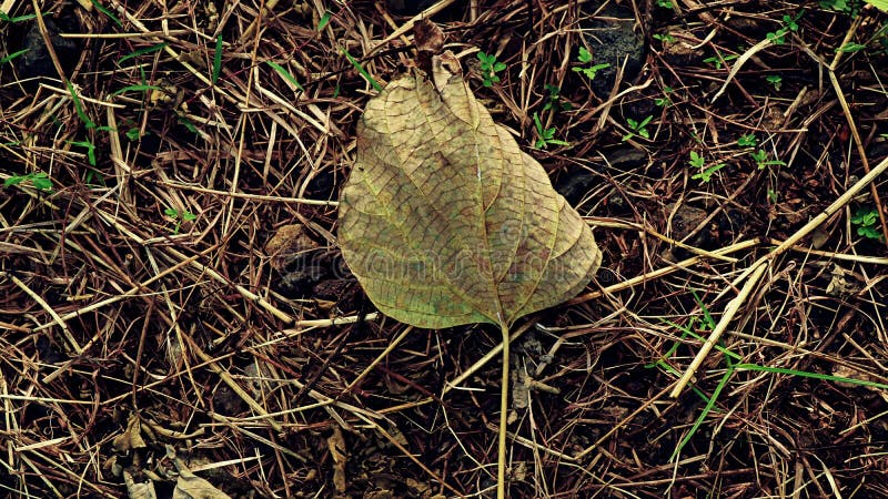 A Portrait of Tropical Forest Grass with Falling Leaves Stock Photo ...