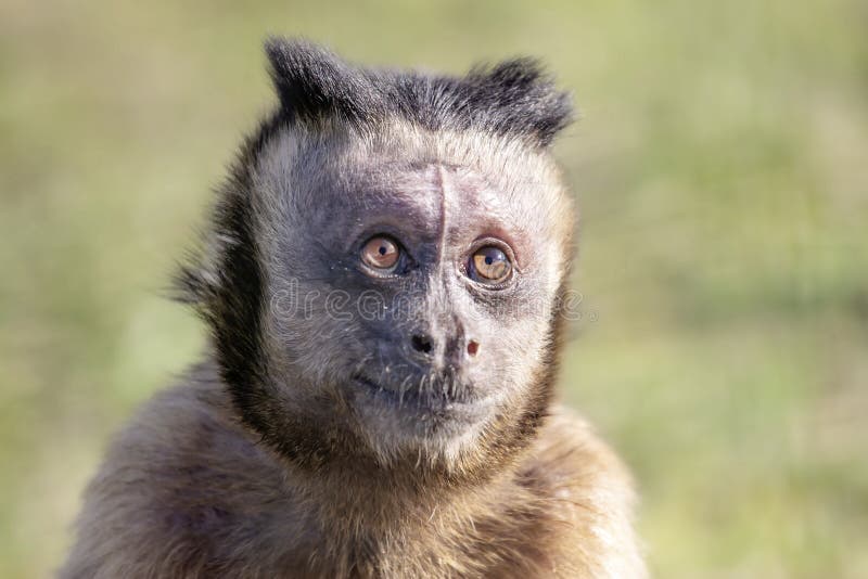 Portrait of Tufted Capuchin Stock Photo - Image of portrait, little ...