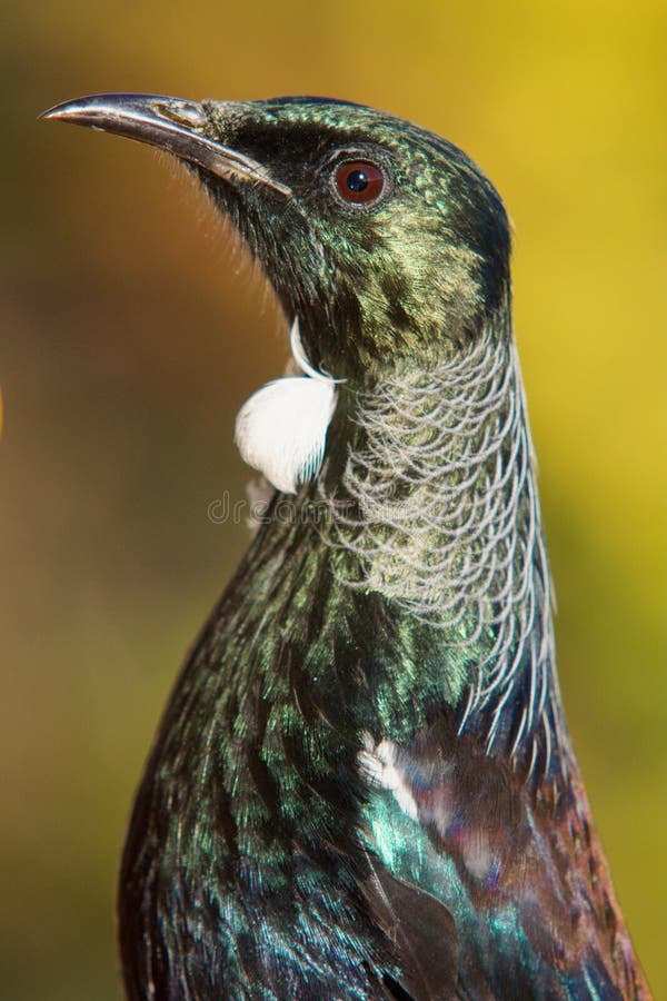 Portrait of a Tui stock image. Image of green, zealand - 362634351