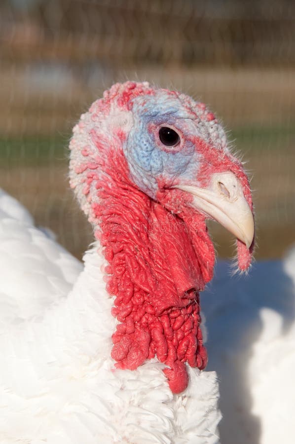 Portrait of a turkey stock photo. Image of meat, bird - 17041056